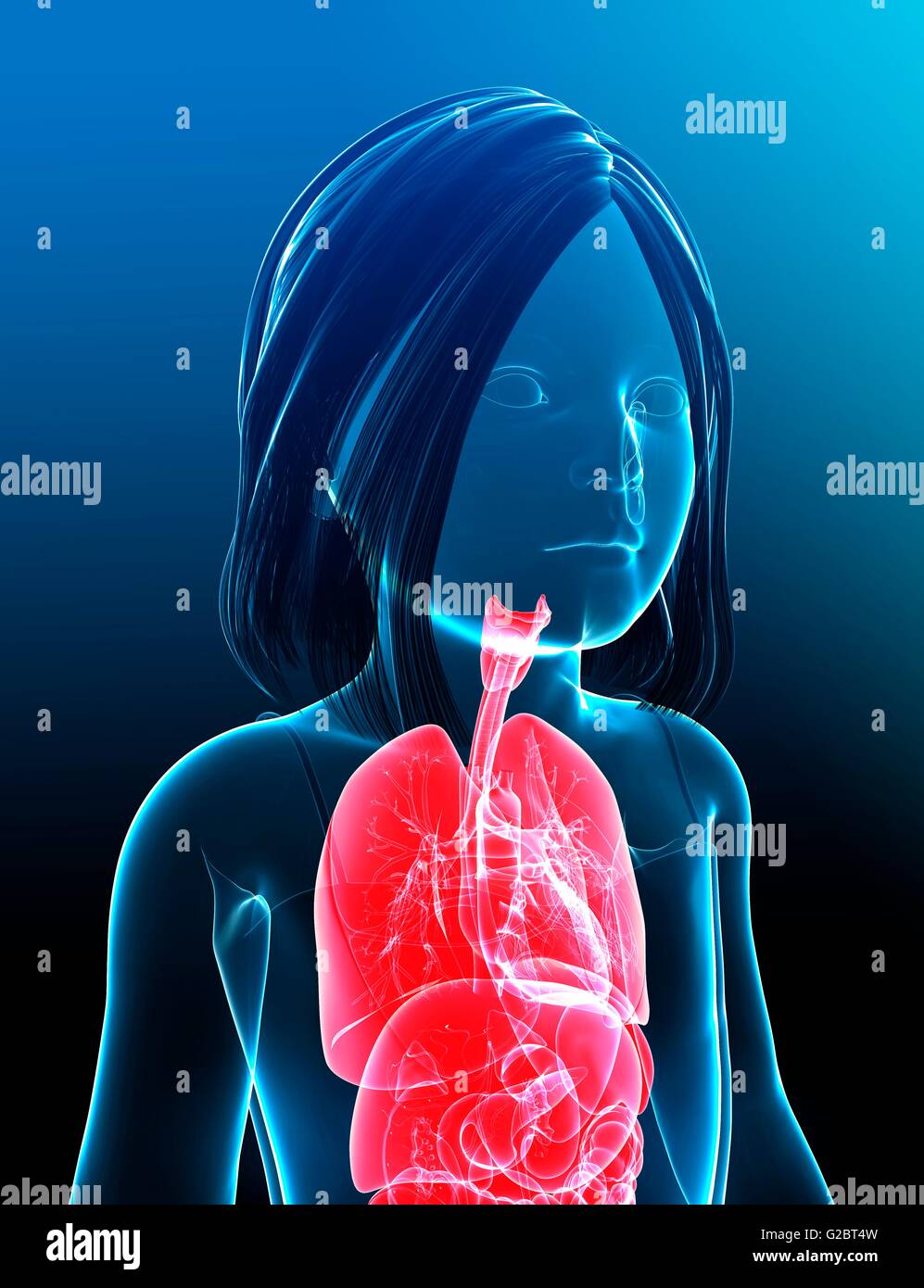 Internal organs of a child, illustration Stock Photo - Alamy