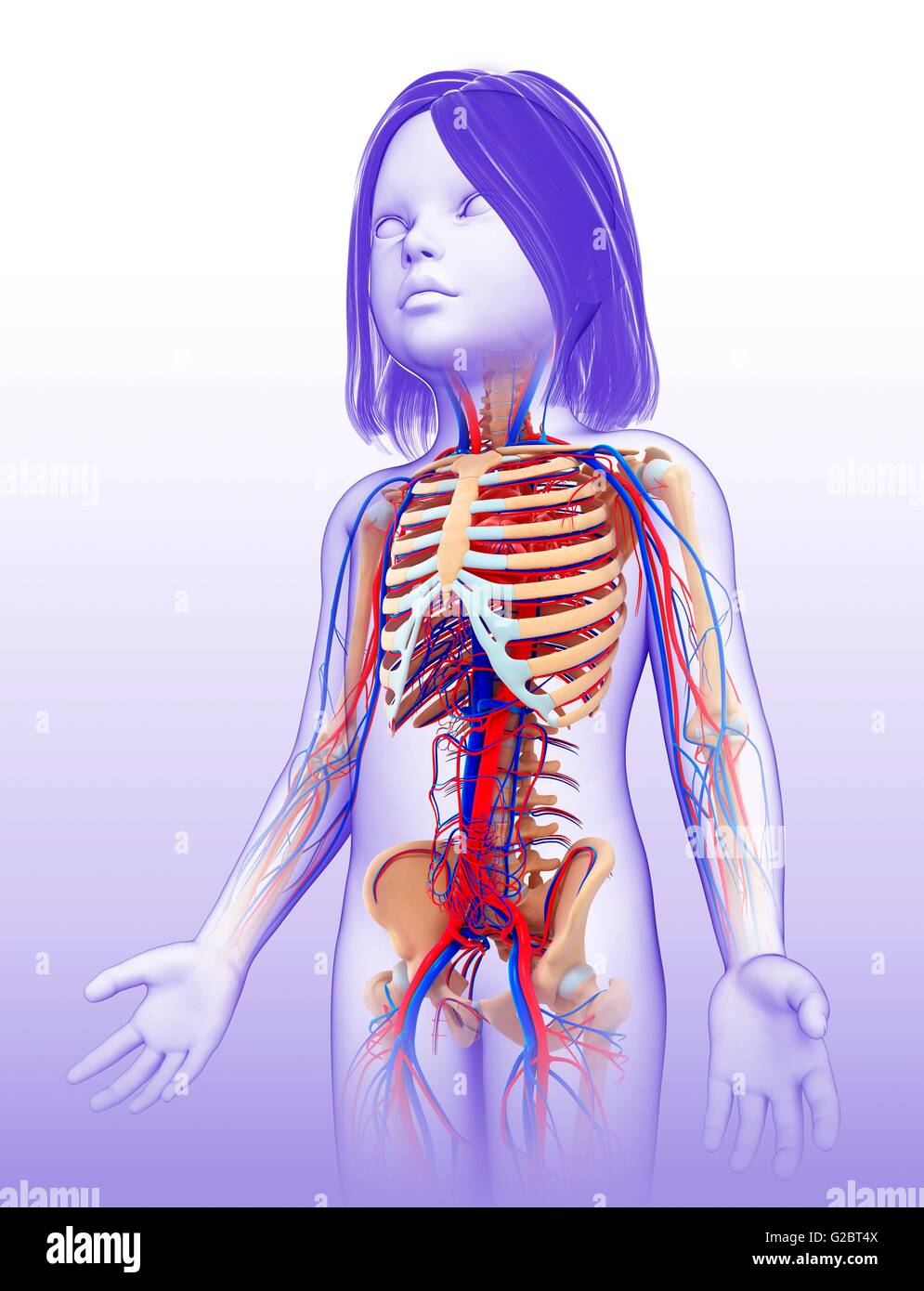 Skeletal system of a child, illustration Stock Photo - Alamy