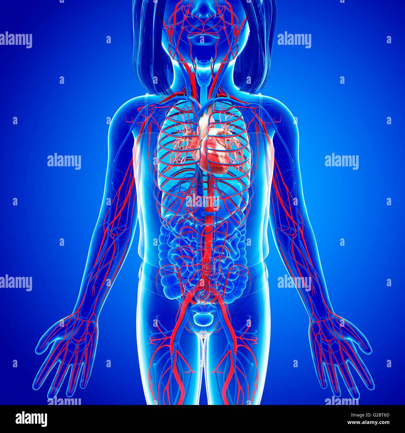 Circulatory system child hi-res stock photography and images - Alamy