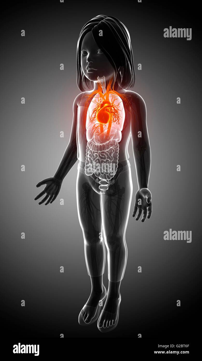 Child anatomy heart hi-res stock photography and images - Alamy