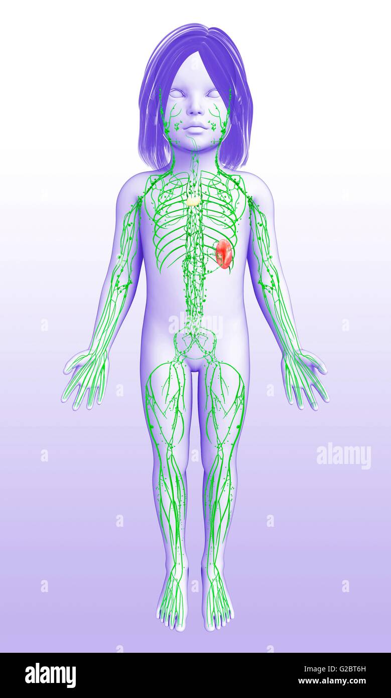Lymphatic system of a child, illustration Stock Photo - Alamy