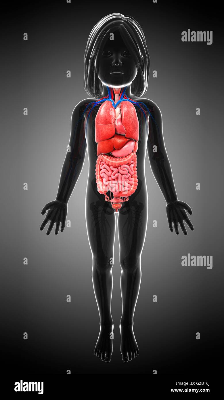 Child anatomy organs hi-res stock photography and images - Alamy