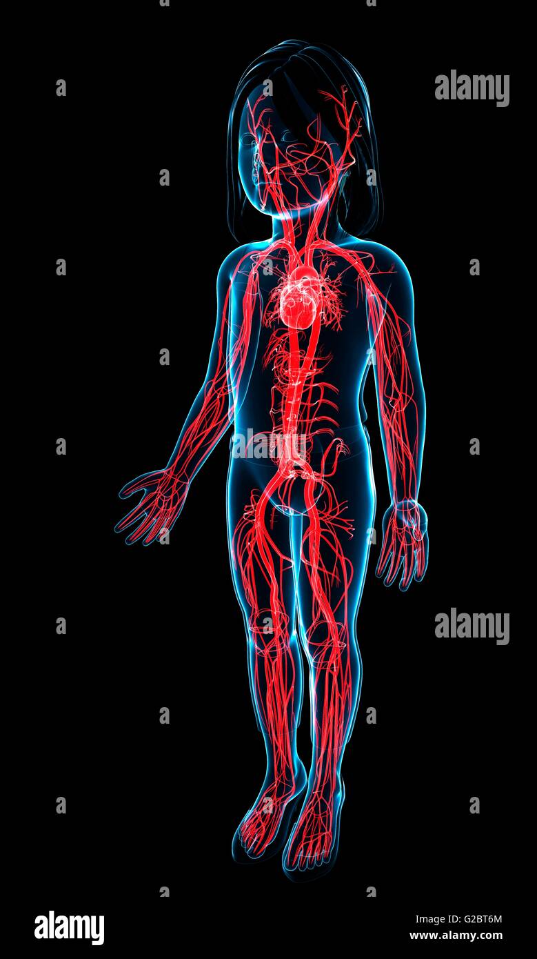 Circulatory system child hi-res stock photography and images - Alamy
