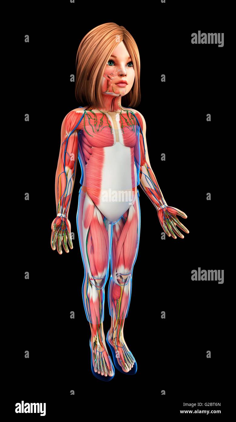 Muscular system of a child hi-res stock photography and images - Alamy