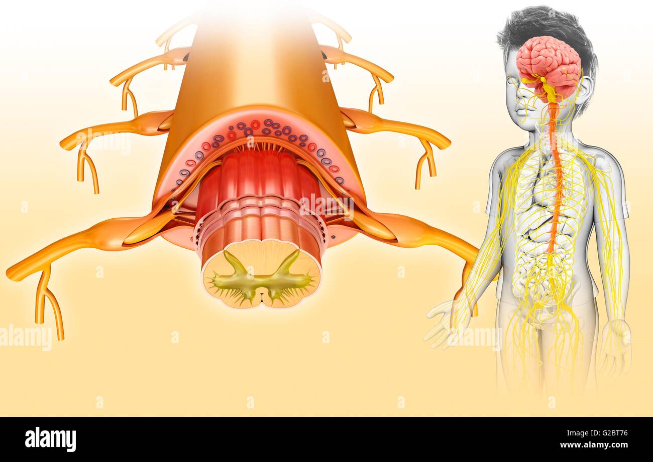 Spinal cord of a child, illustration Stock Photo - Alamy