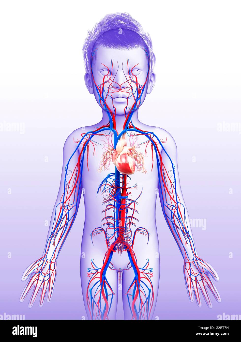 Cardiovascular system of a child, illustration Stock Photo - Alamy