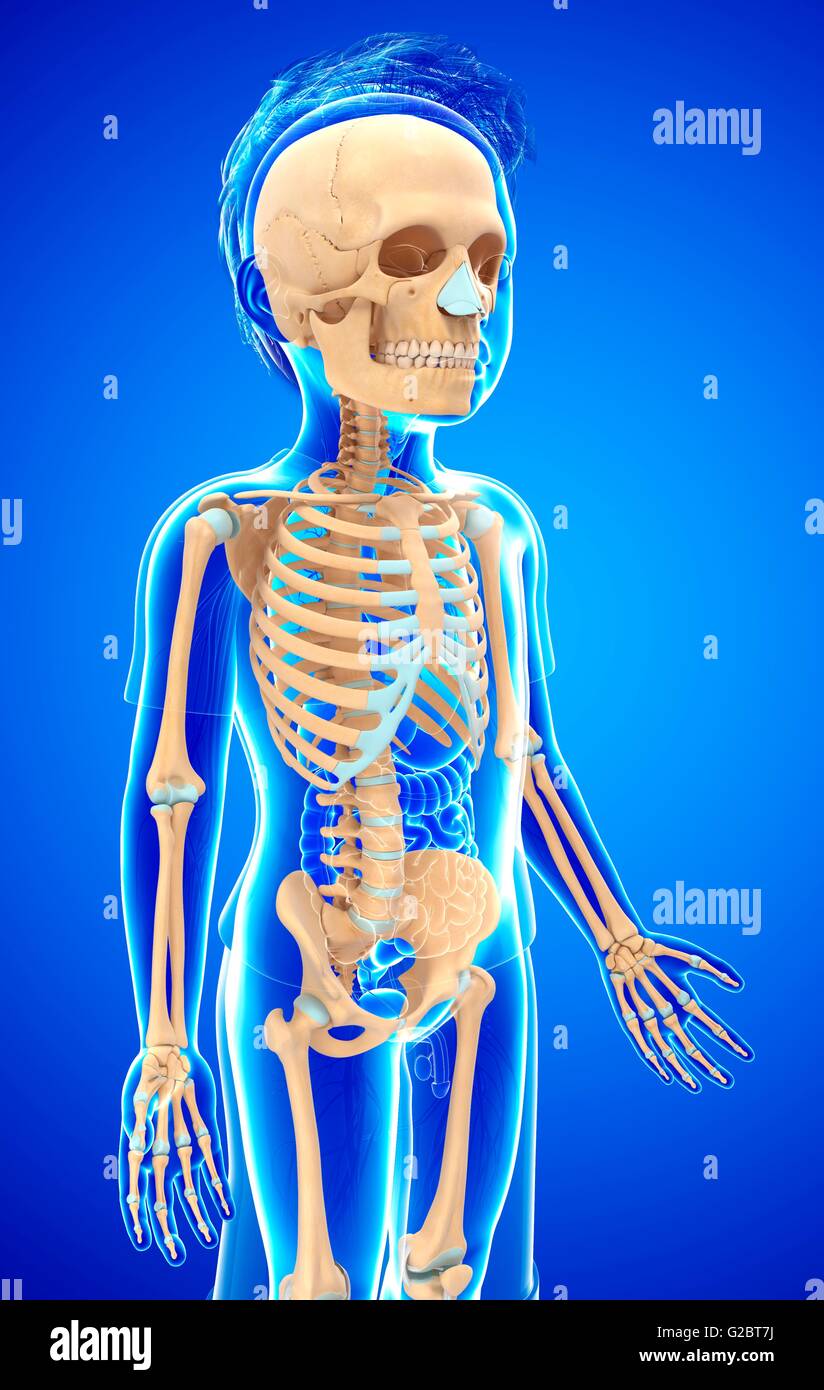 Skeletal system of a child, illustration Stock Photo - Alamy