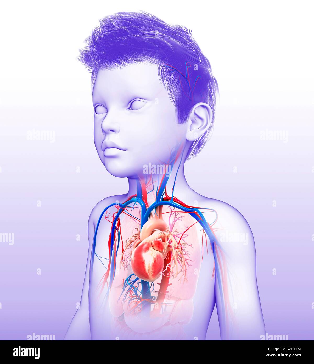 Circulatory System Child Stock Photos & Circulatory System Child Stock ...