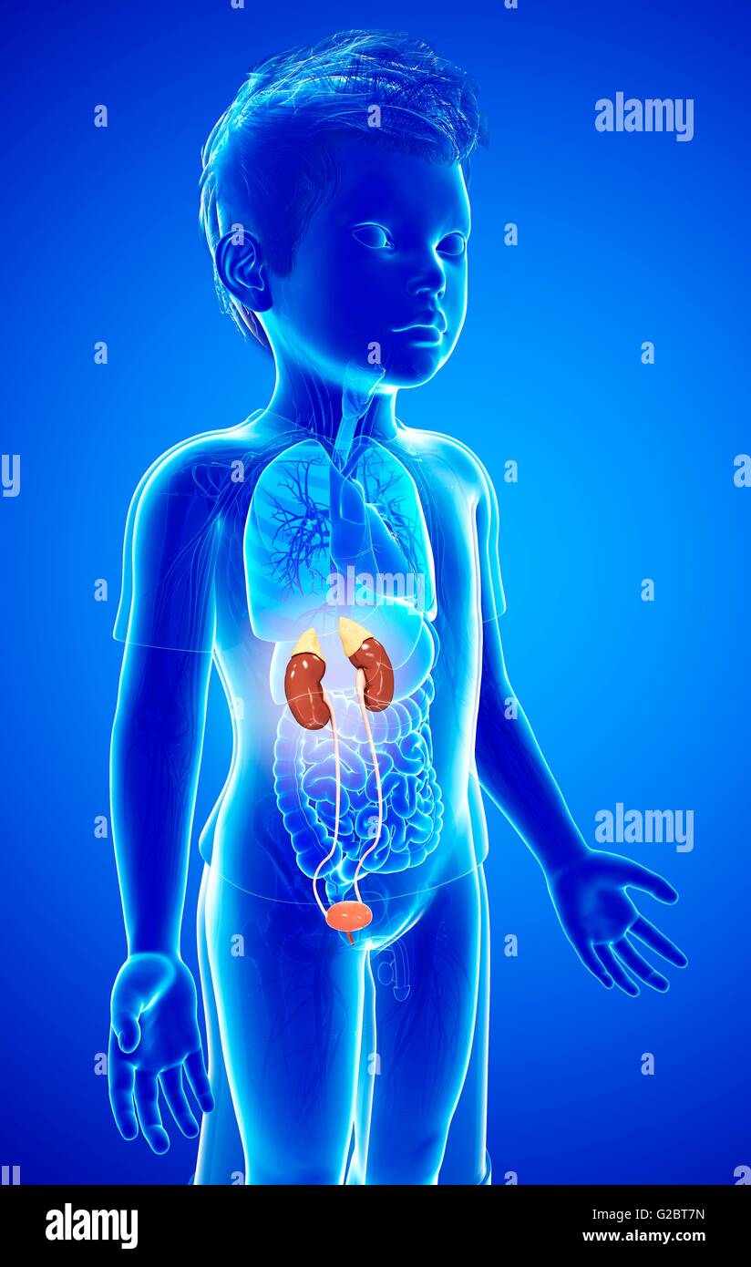 Child anatomy illustration hi-res stock photography and images - Alamy