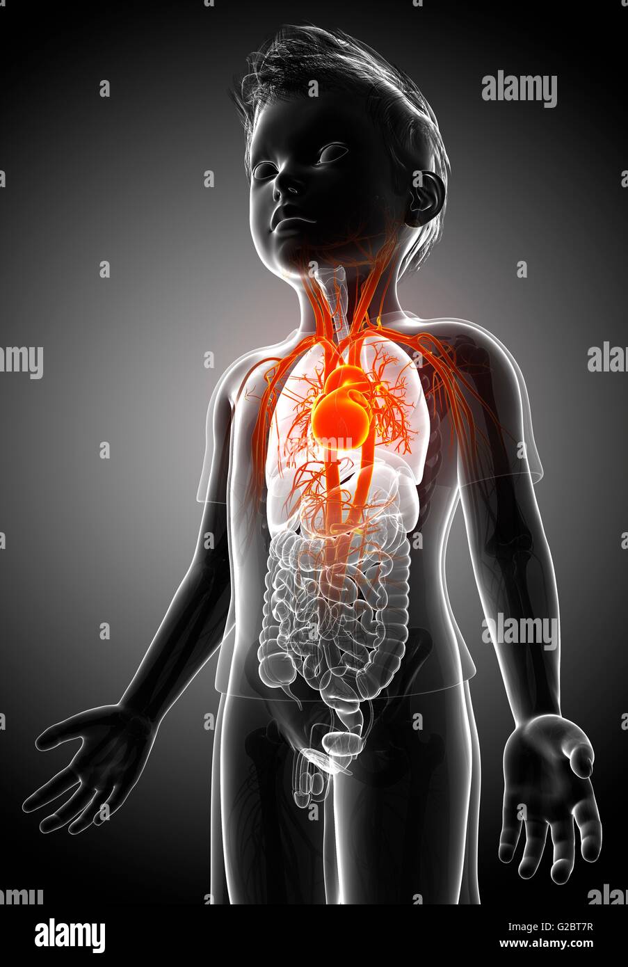 Circulatory system child hi-res stock photography and images - Alamy