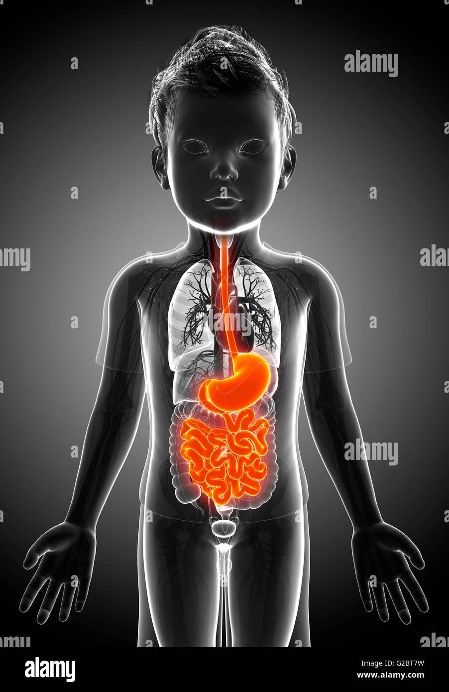Digestive system of a child hi-res stock photography and images - Alamy