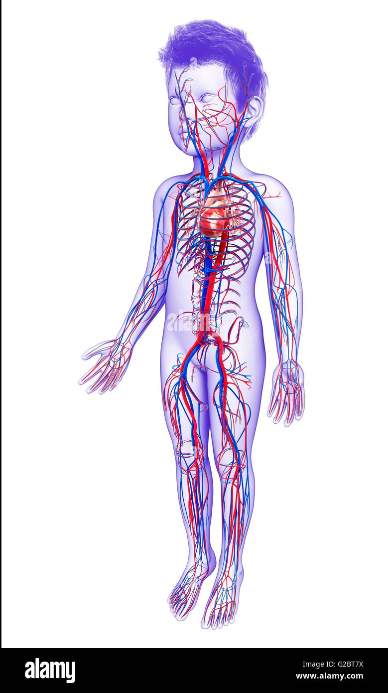 Cardiovascular system of a child, illustration Stock Photo - Alamy