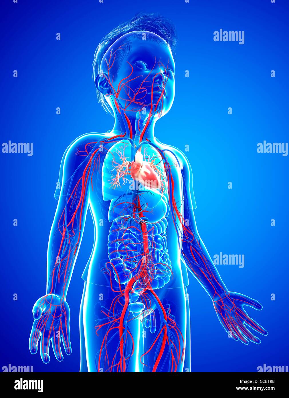 Circulatory system child hi-res stock photography and images - Alamy