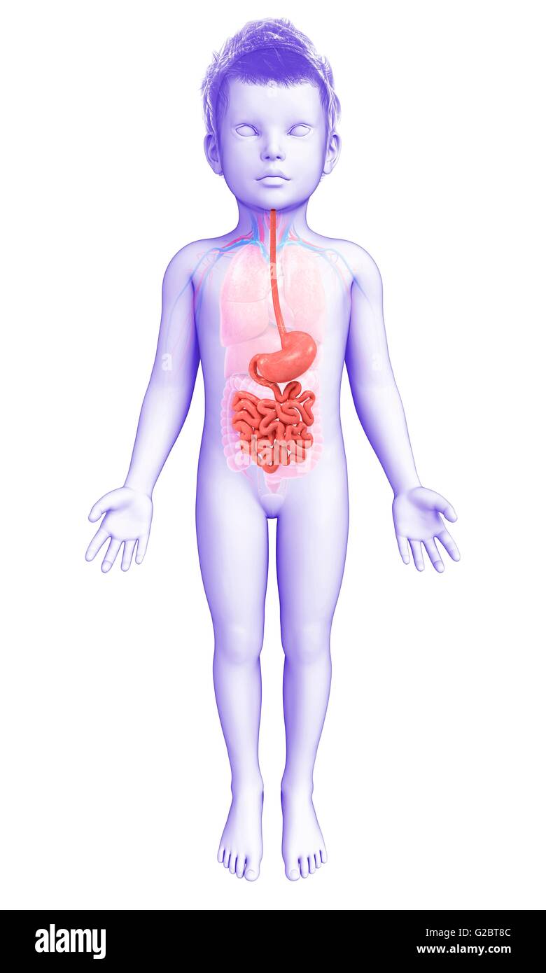Digestive system of a child hi-res stock photography and images - Alamy
