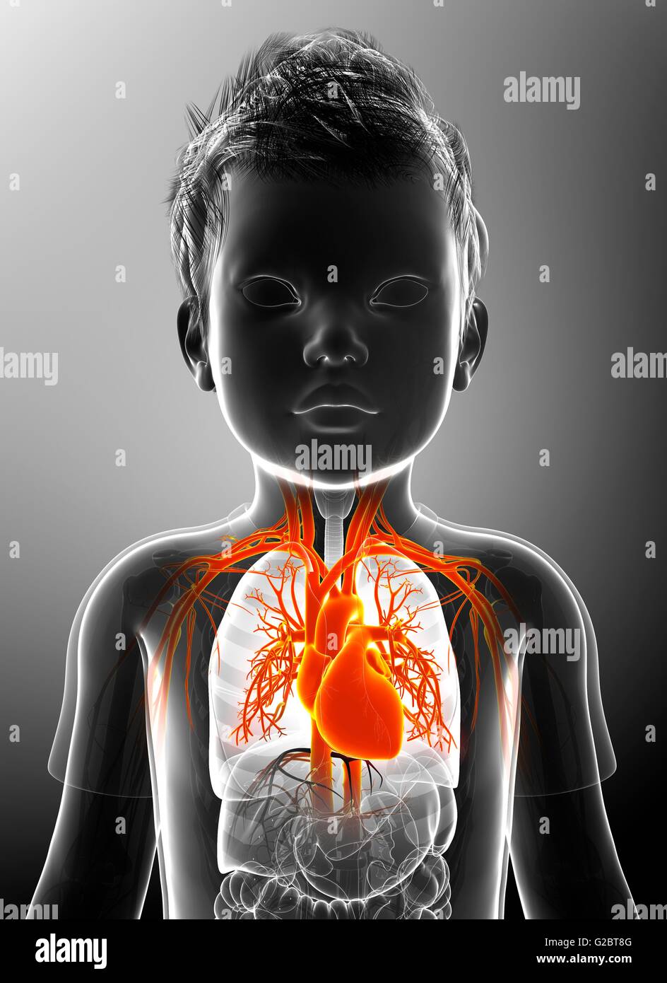Child anatomy heart hi-res stock photography and images - Alamy