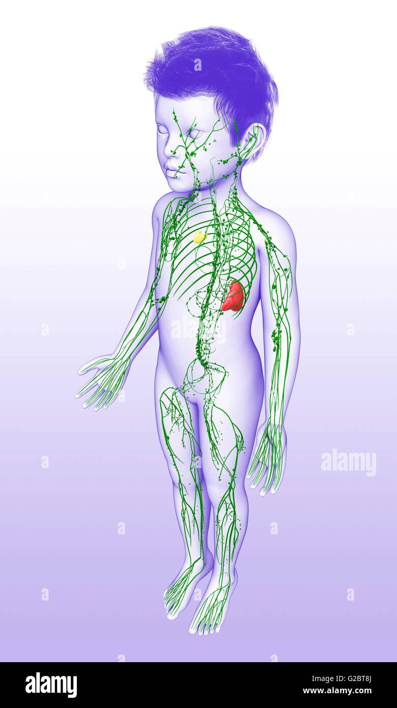 Lymphatic system of a child, illustration Stock Photo - Alamy