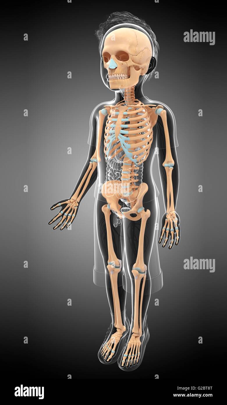 Skeletal system of a child, illustration Stock Photo - Alamy