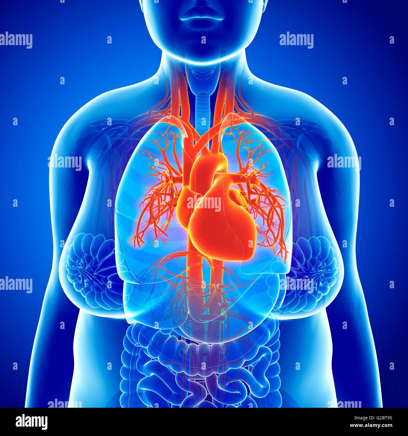 Human heart, illustration Stock Photo - Alamy