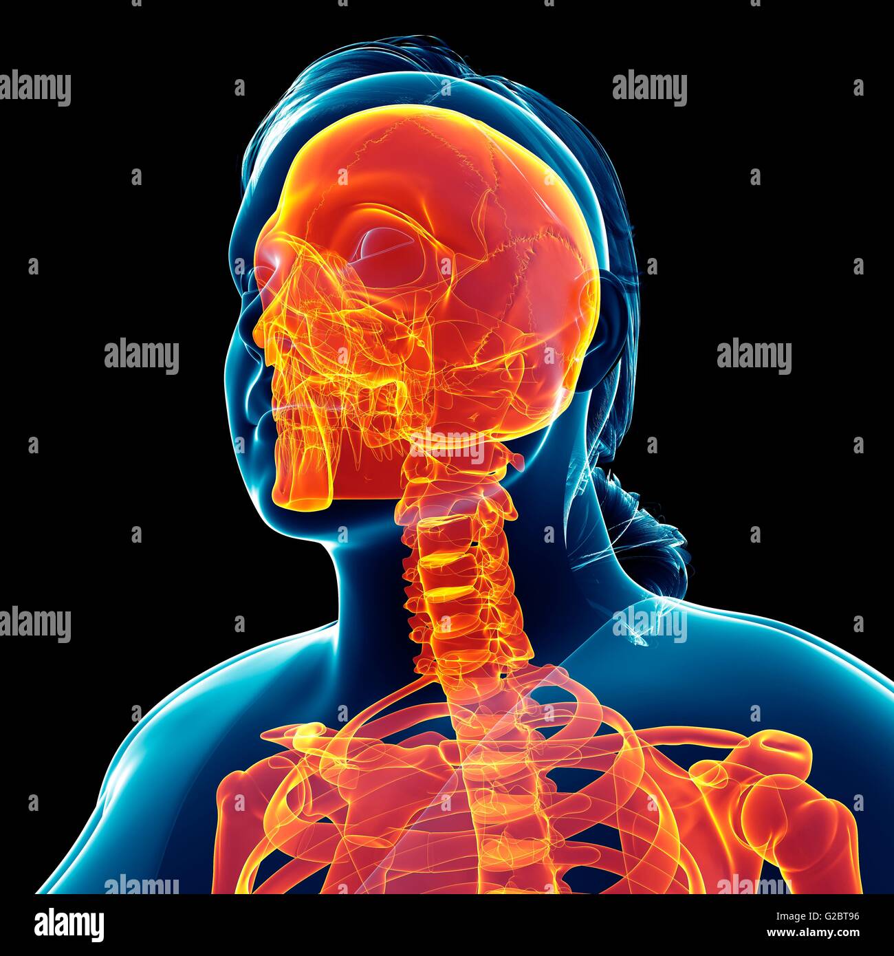 Human skull and cervical spine, illustration Stock Photo - Alamy