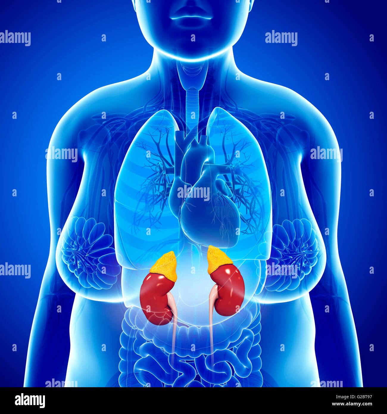 Human kidneys, illustration Stock Photo - Alamy