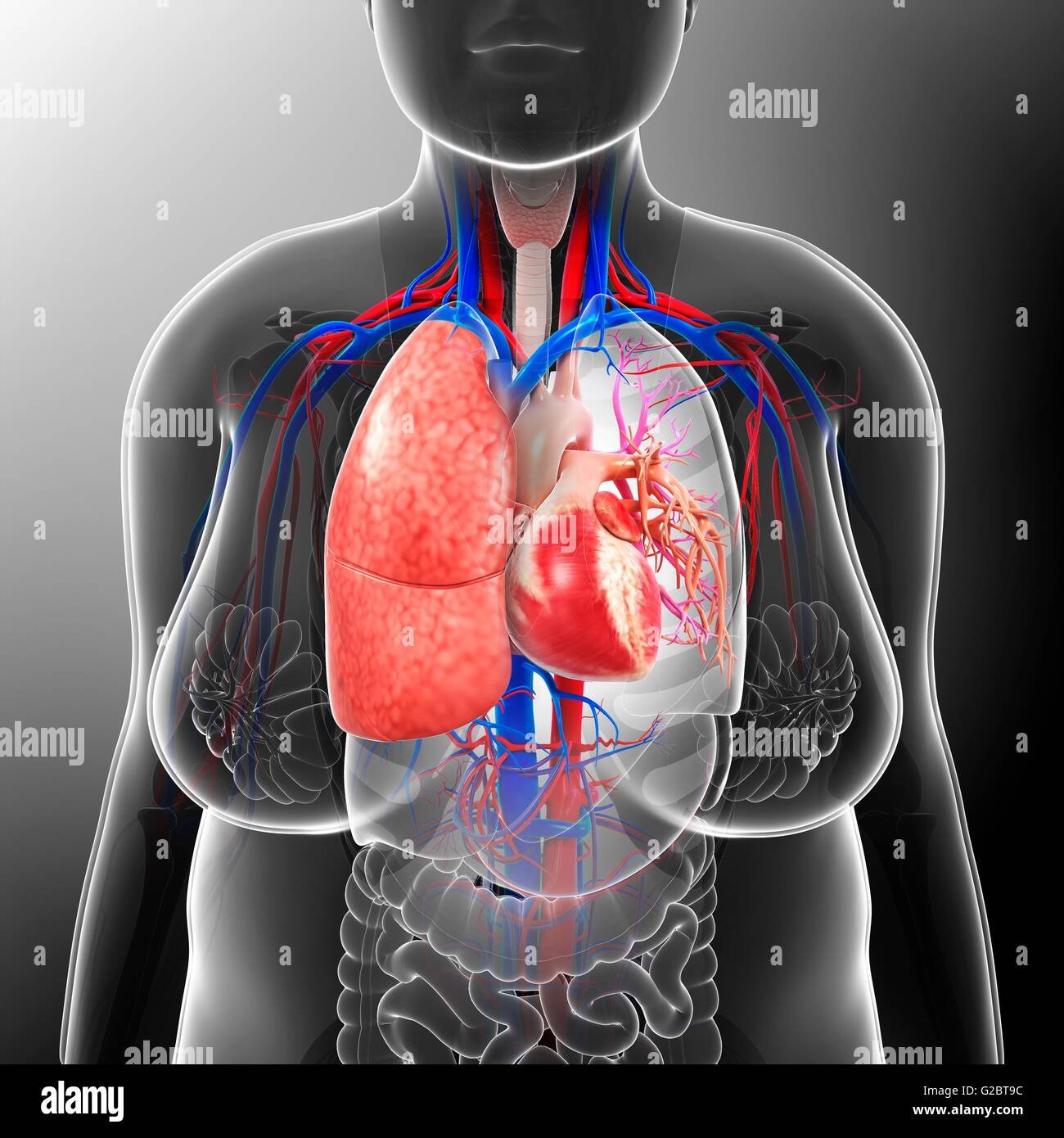 Female respiratory system, illustration Stock Photo - Alamy