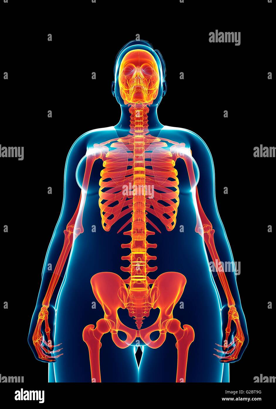 Skeletal system front view hi-res stock photography and images - Alamy