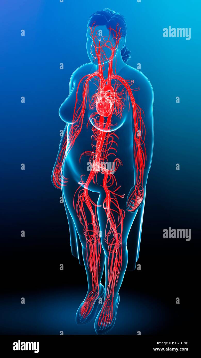 Female vascular system hi-res stock photography and images - Alamy