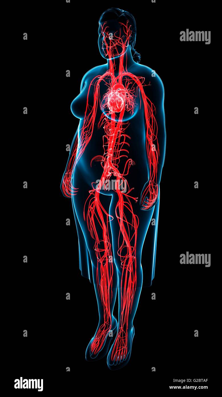 Female vascular system hi-res stock photography and images - Alamy