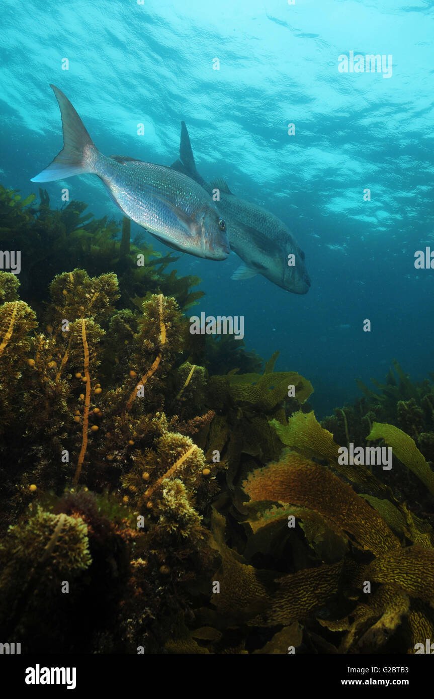 Pair of snapper above reef near surface Stock Photo - Alamy