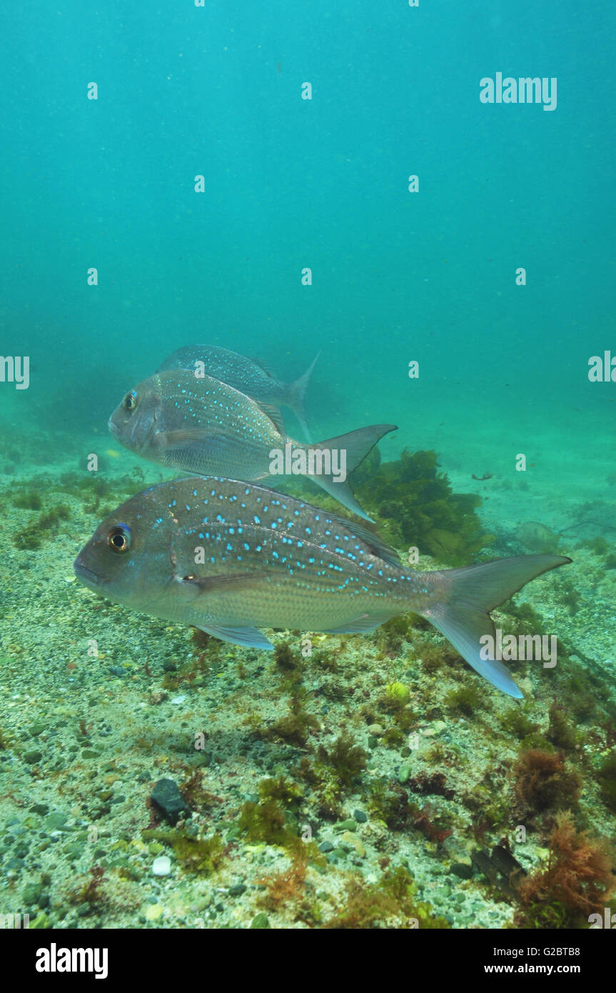Silver snapper hi-res stock photography and images - Alamy