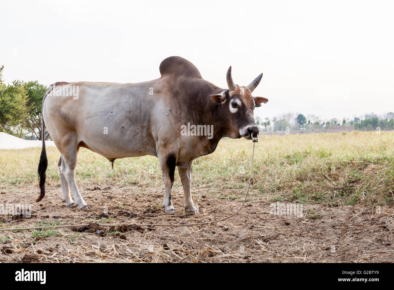 on the field in thailand you see a bull Stock Photo - Alamy