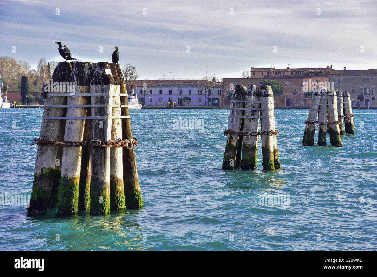 Birds in the lagoon of venice hi-res stock photography and images - Alamy