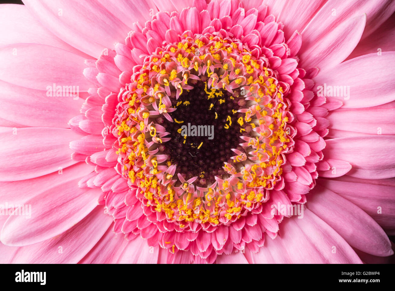 Gerbera leaf hi-res stock photography and images - Alamy