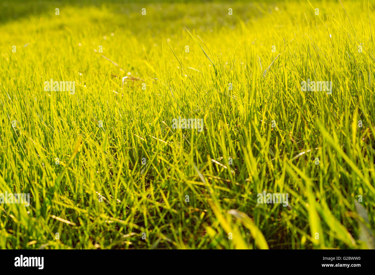 Grass grassland hi-res stock photography and images - Alamy