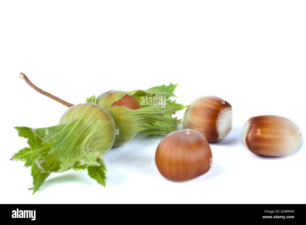 Brown Hazelnut with green shell isolated on white background Stock ...