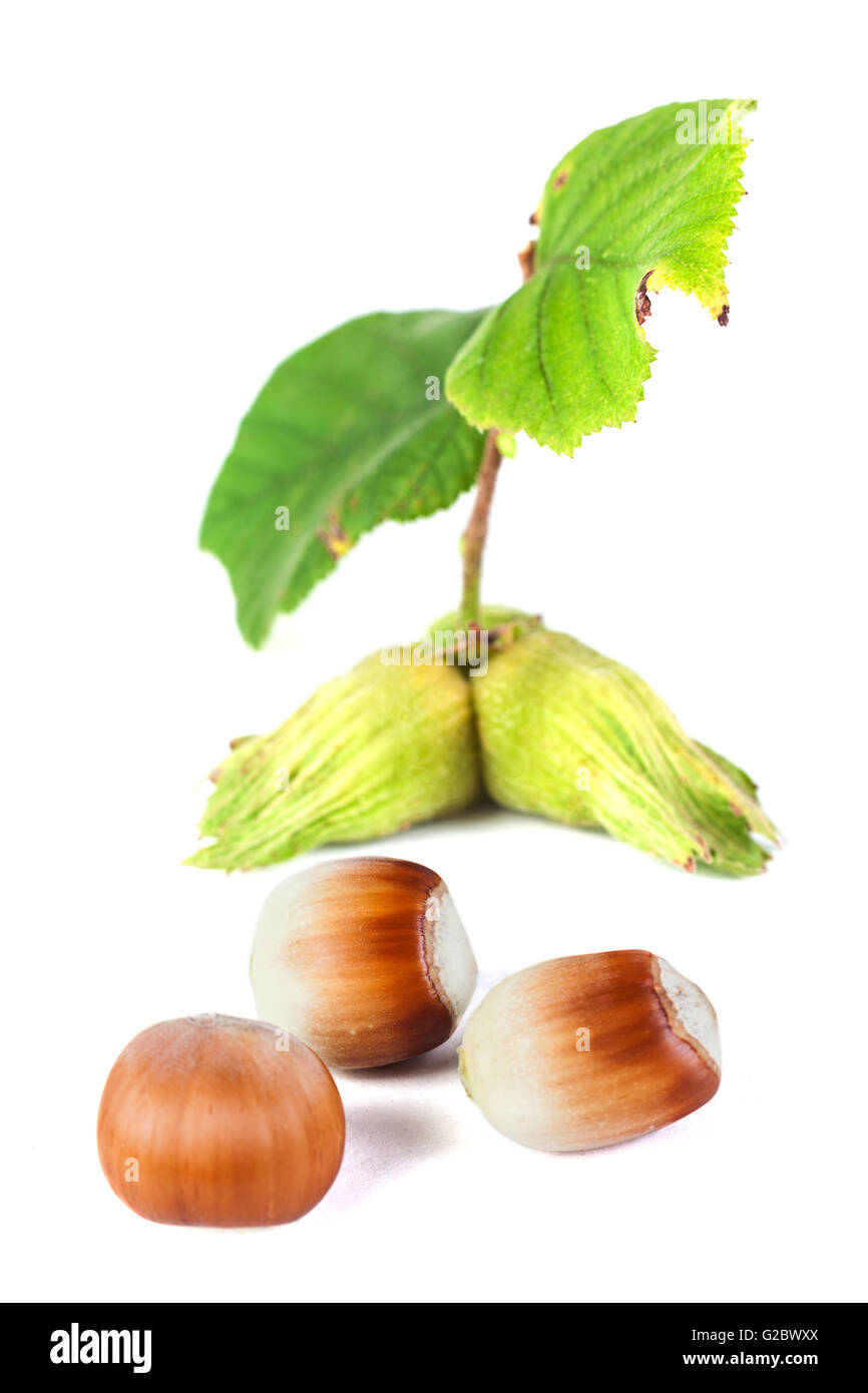 Brown Hazelnut with green shell isolated on white background Stock ...