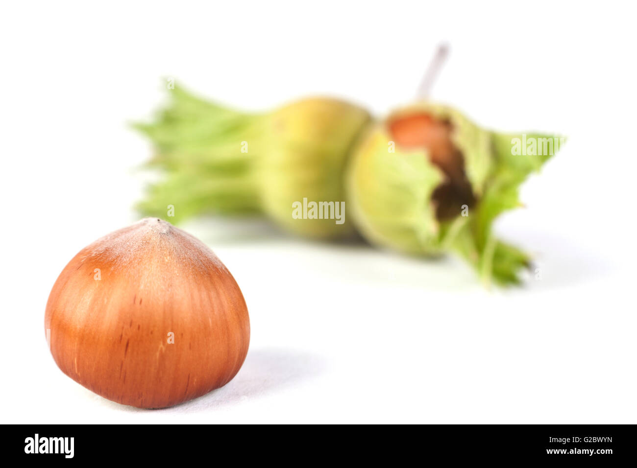 Brown Hazelnut with green shell isolated on white background Stock ...