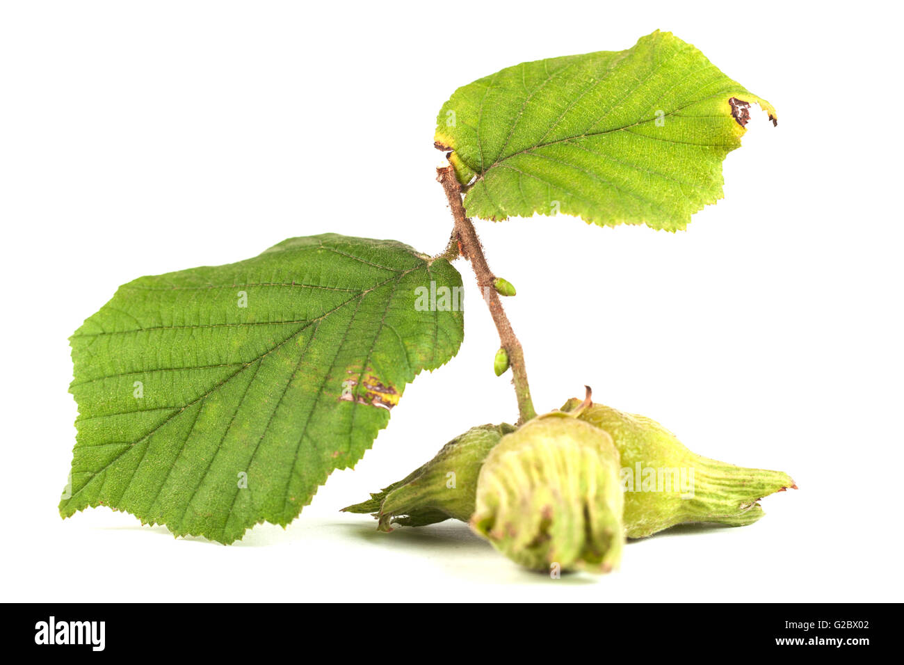 Brown Hazelnut with green shell isolated on white background Stock ...