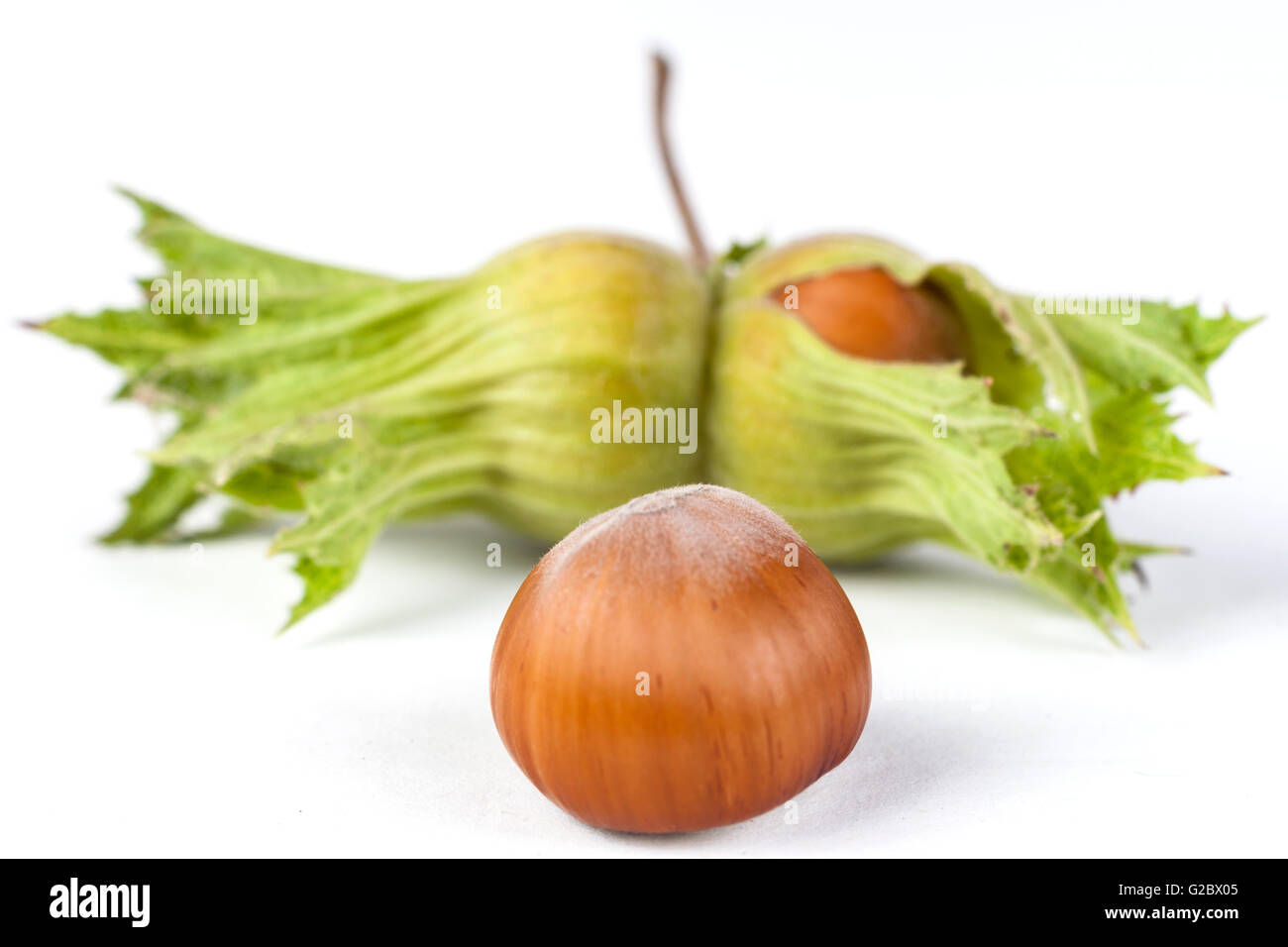 Brown Hazelnut with green shell isolated on white background Stock ...