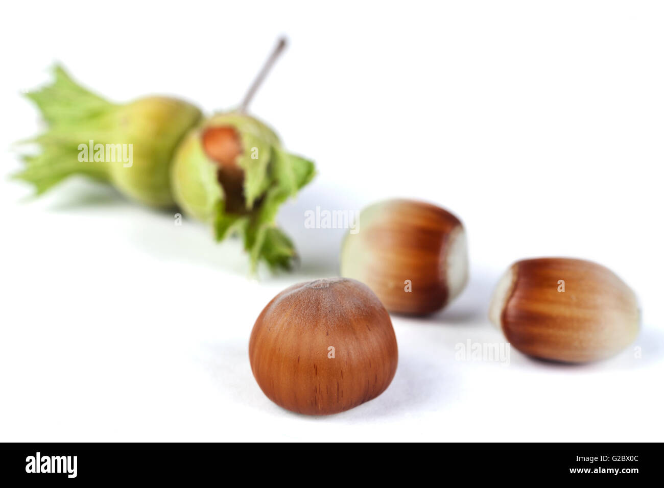 Brown Hazelnut with green shell isolated on white background Stock ...