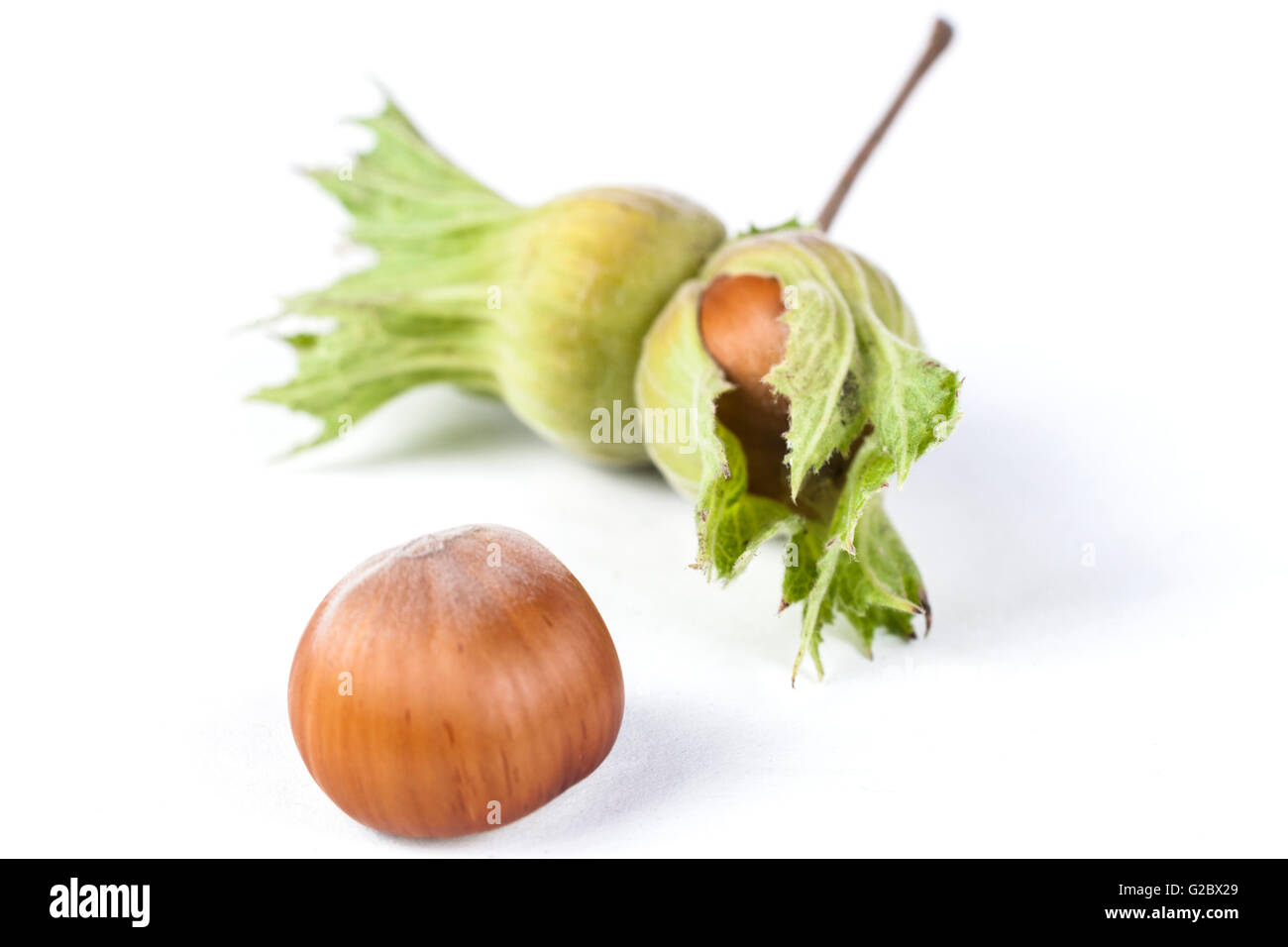 Brown Hazelnut with green shell isolated on white background Stock ...