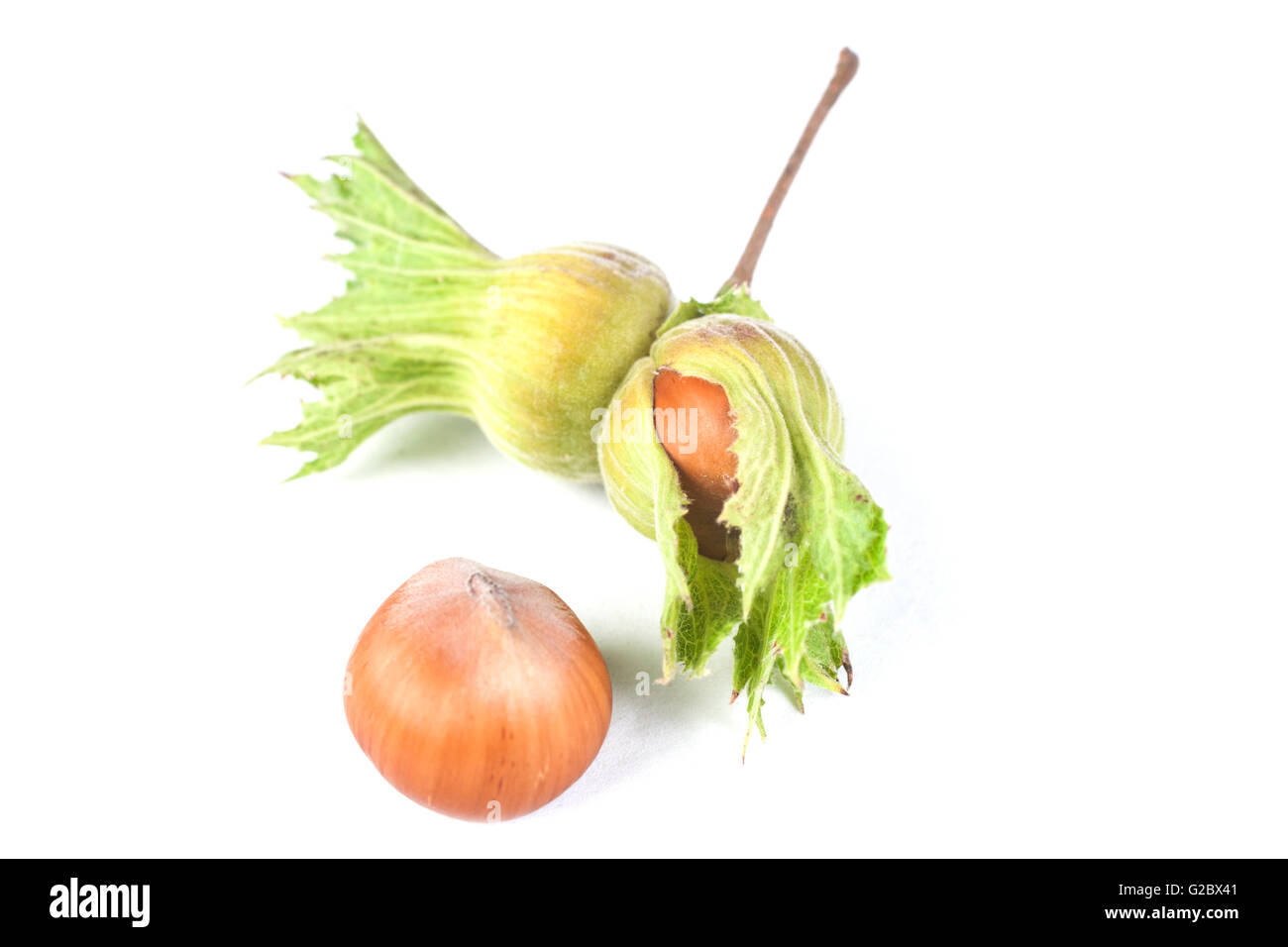 Brown Hazelnut with green shell isolated on white background Stock ...