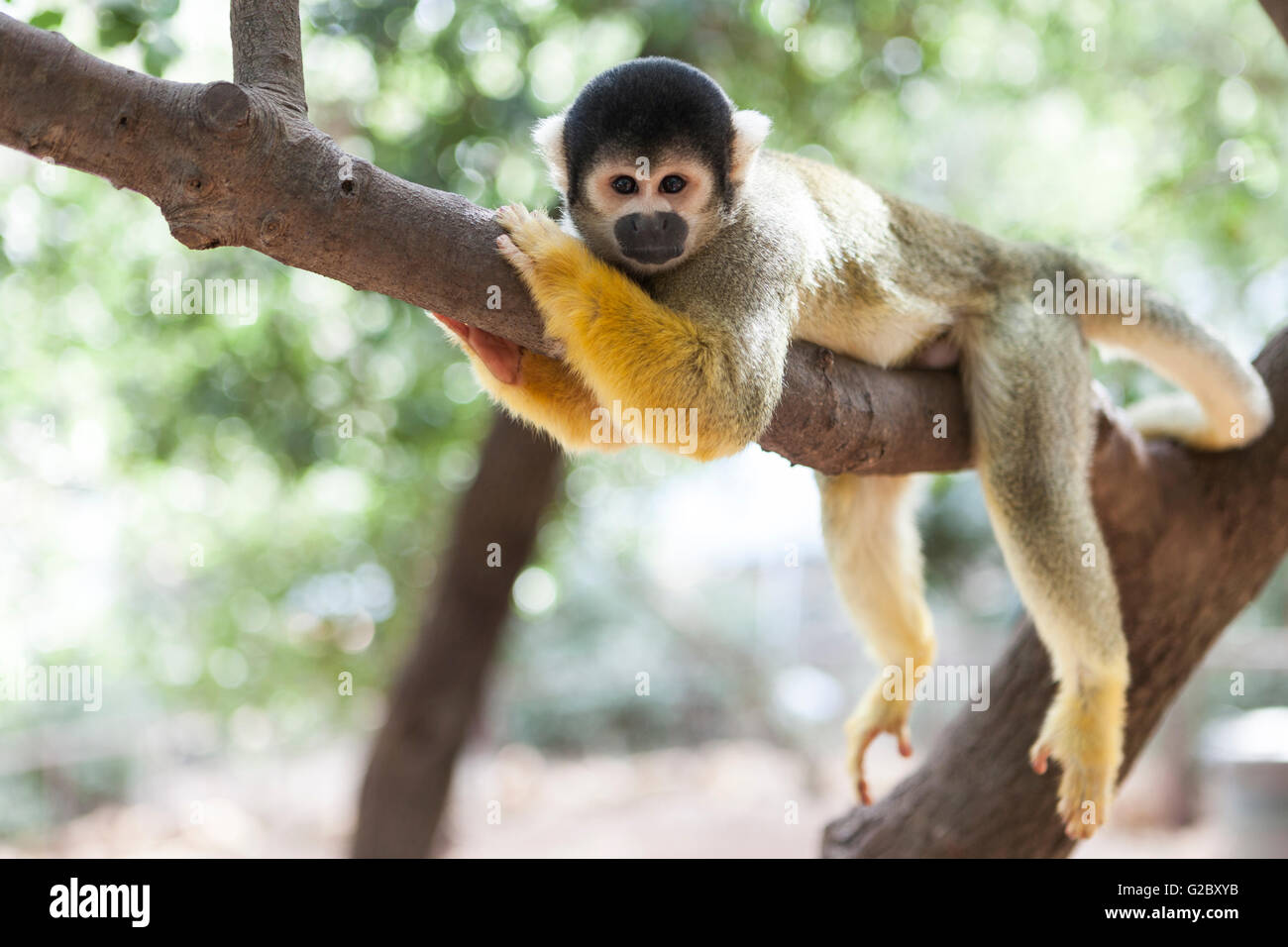 Little Lazy Mokey on Tree Stock Photo - Alamy