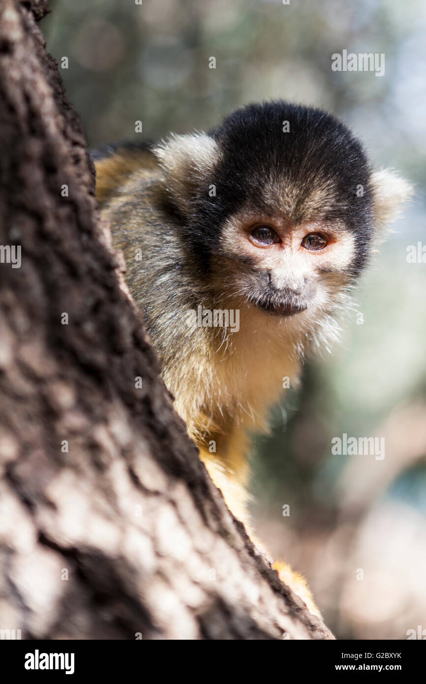 Cute mokey hi-res stock photography and images - Alamy