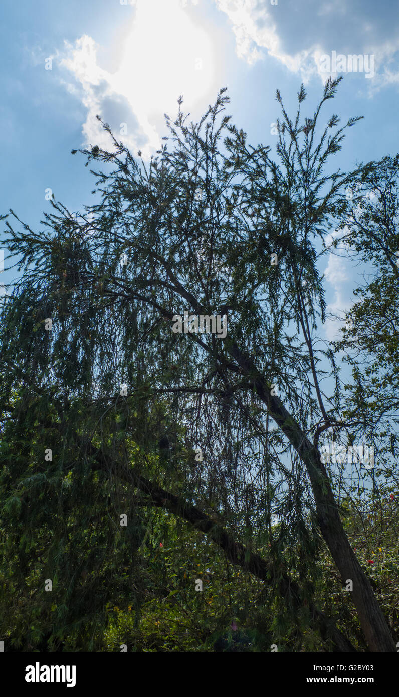 Oleander tree hi-res stock photography and images - Alamy