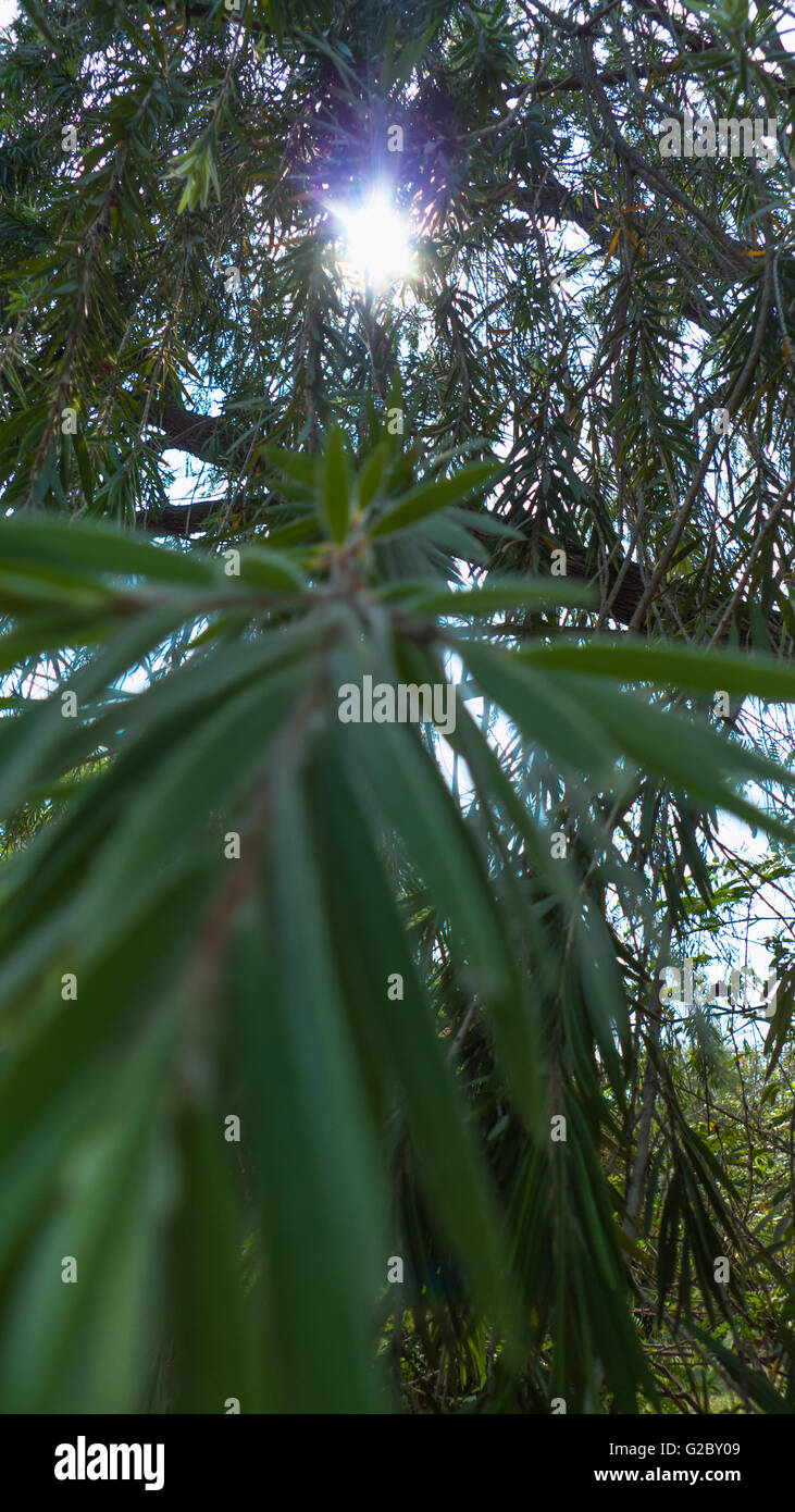 imagining an ants perspective of looking at the sun from the branch of ...