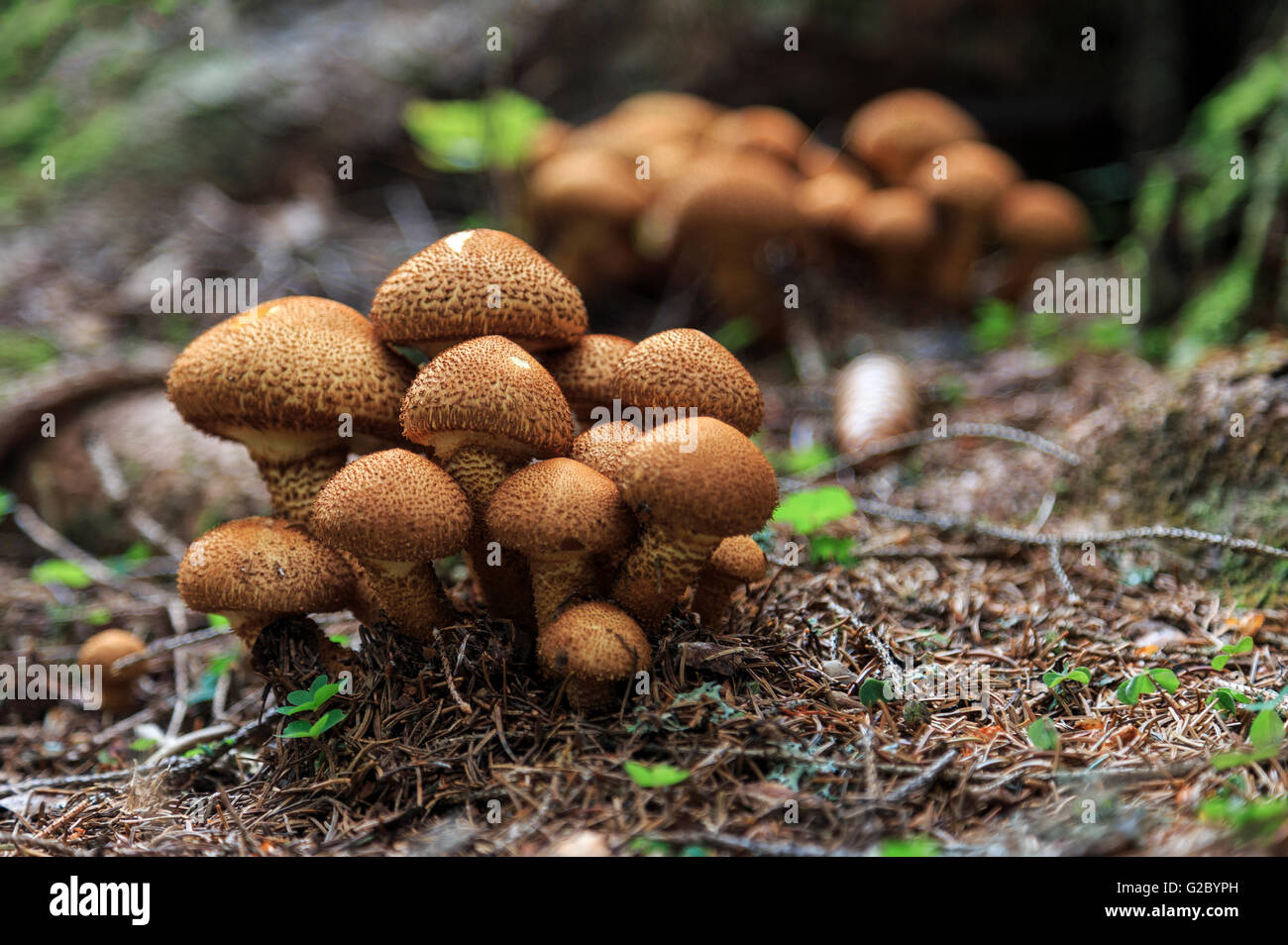 Mushrooms in the forest Stock Photo - Alamy