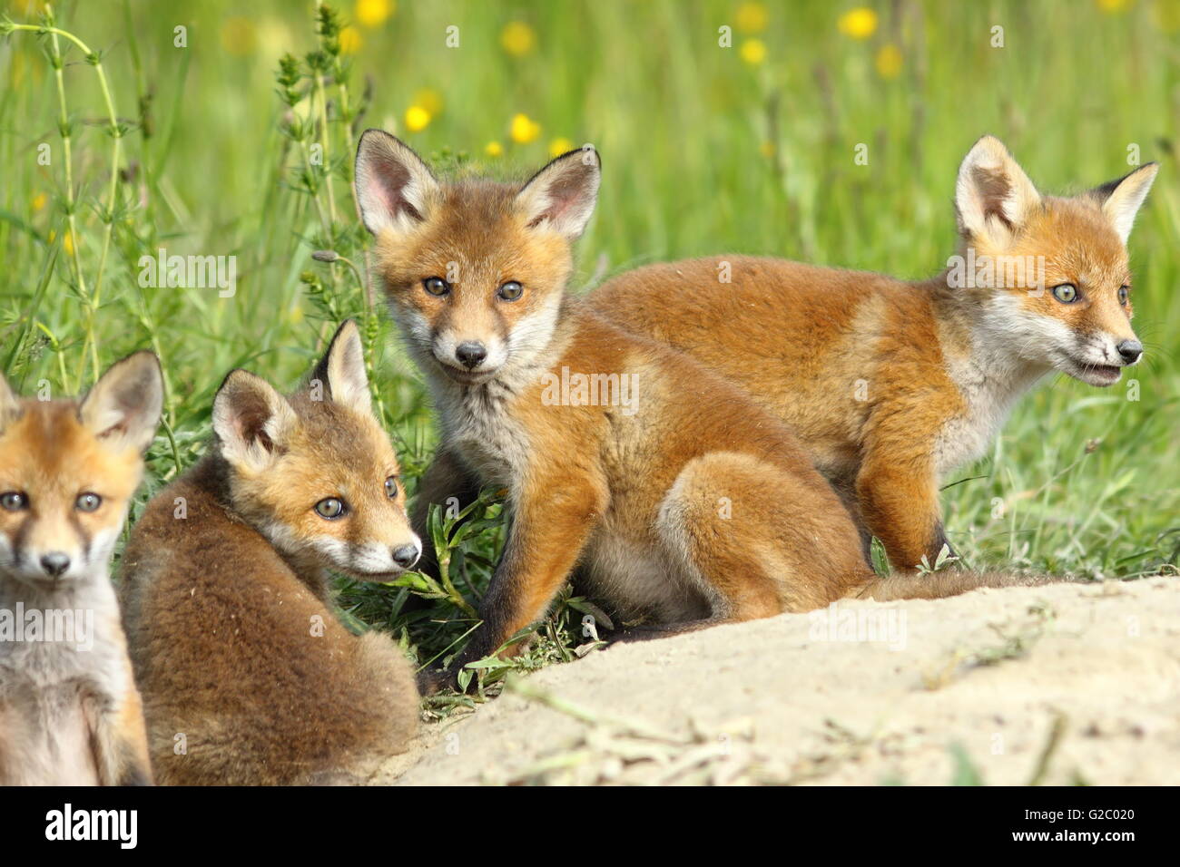 Four burrow hunt hi-res stock photography and images - Alamy