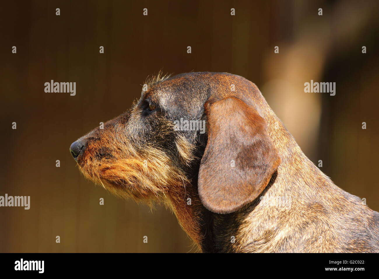 cute teckel portrait over out of focus background Stock Photo - Alamy