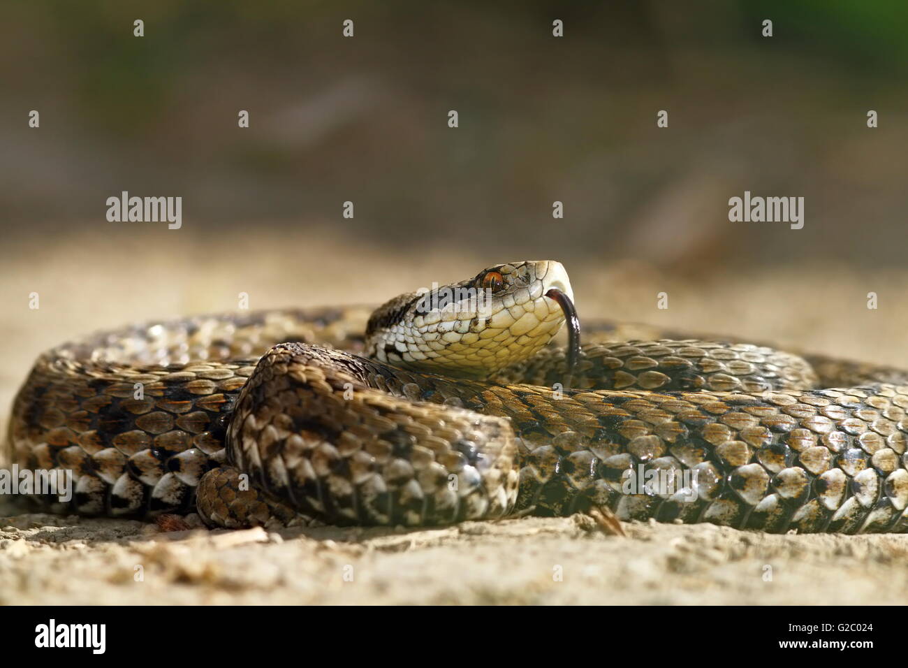 the rarest snake in europe, hungarian meadow viper ( Vipera ursinii ...